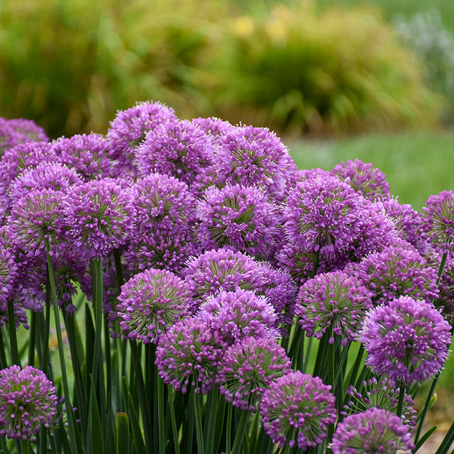 Millenium Allium | Plant Addicts