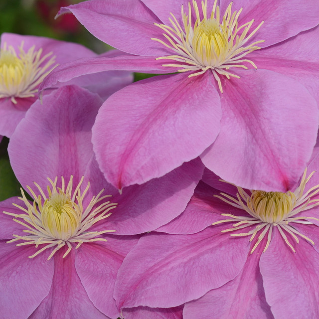 Boulevard® Edda Clematis | Plant Addicts