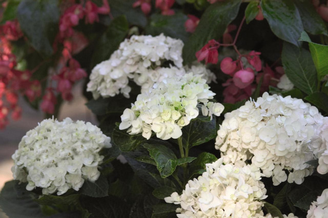 Endless Summer Blushing Bride Hydrangea | PlantAddicts.com