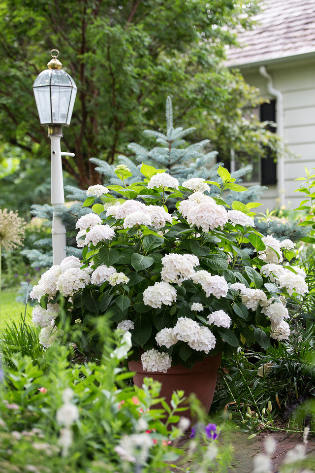 Endless Summer Blushing Bride Hydrangea | PlantAddicts.com