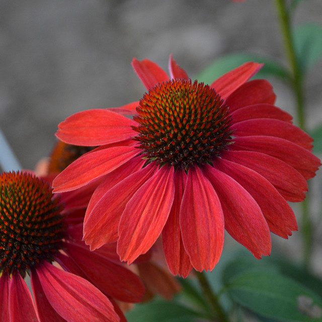 Delicious Candy Coneflower | Plant Addicts
