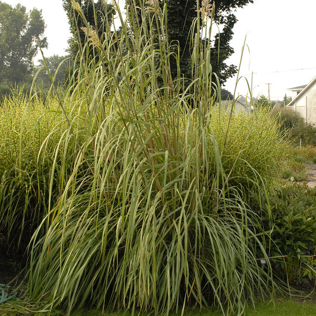 Ornamental Grasses - Page 1 - Plant Addicts