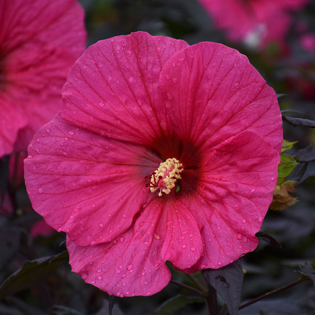 Summerific® Evening Rose Hibiscus | Plant Addicts