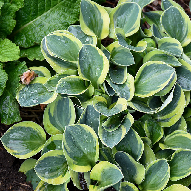 Mighty Mouse Hosta | Plant Addicts