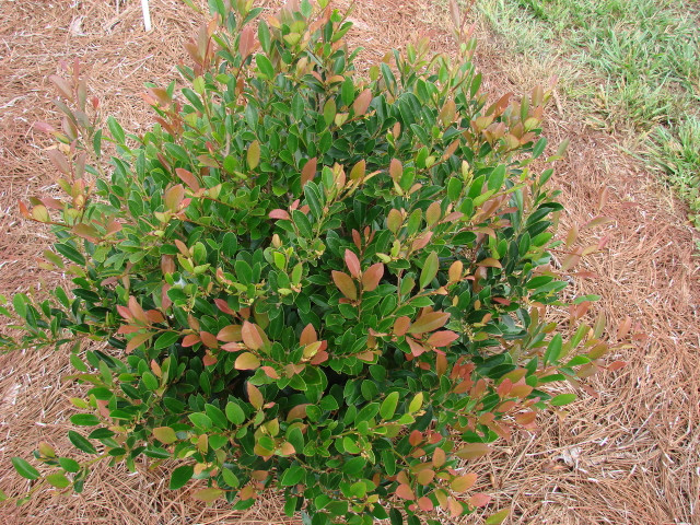 CopperTone Distylium | PlantAddicts.com