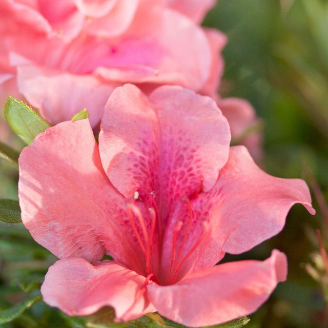 Autumn Sunburst Encore Azalea | PlantAddicts.com