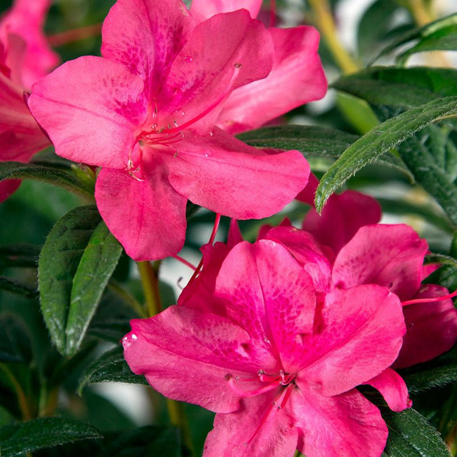 Autumn Lily™ Encore® Azalea | PlantAddicts.com