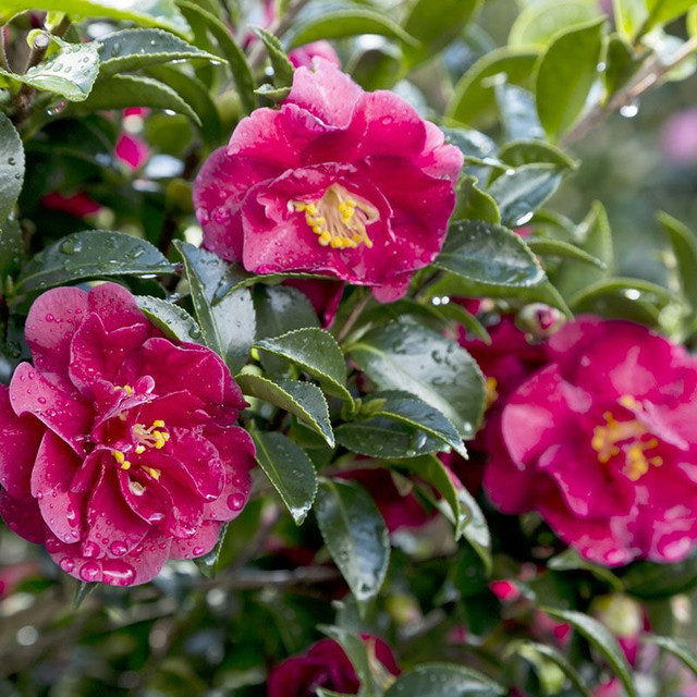 October Magic Ruby Camellia | PlantAddicts.com
