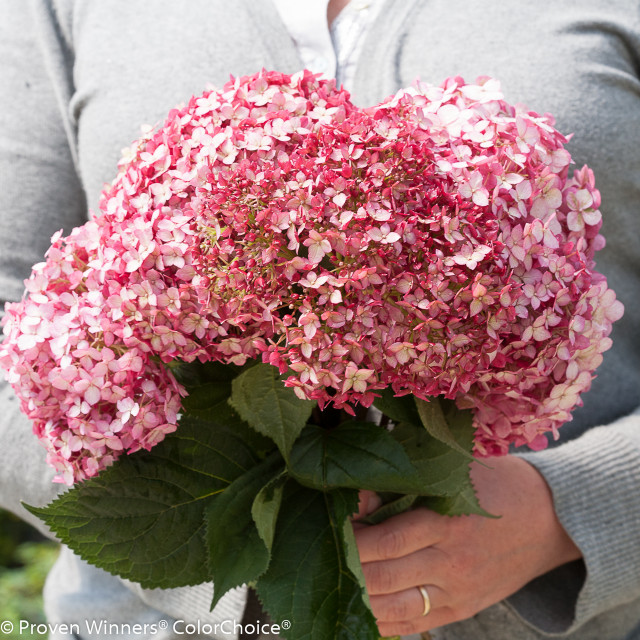 Invincibelle® Ruby Hydrangea | Plant Addicts