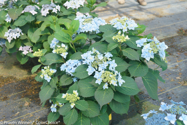 Tuff Stuff Ah Ha Hydrangea | Plant Addicts