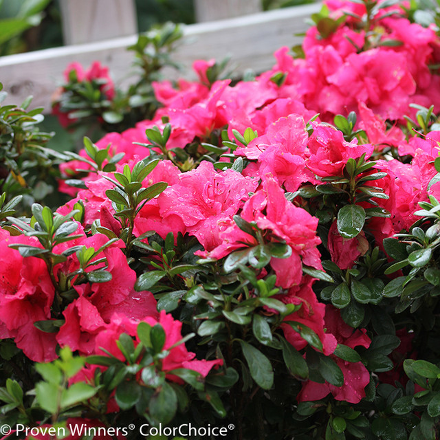 Bloom-A-Thon® Hot Pink Azalea | Plant Addicts