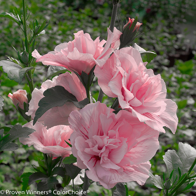 Paraplu Pink Ink® Rose of Sharon | Plant Addicts