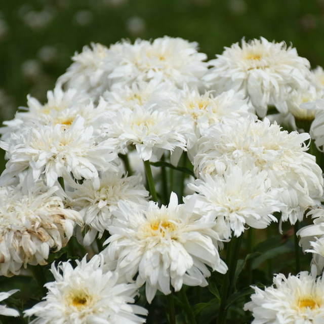 Snowcap Shasta Daisy | Plant Addicts