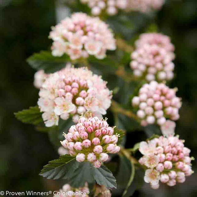 Little Devil Ninebark | Plant Addicts