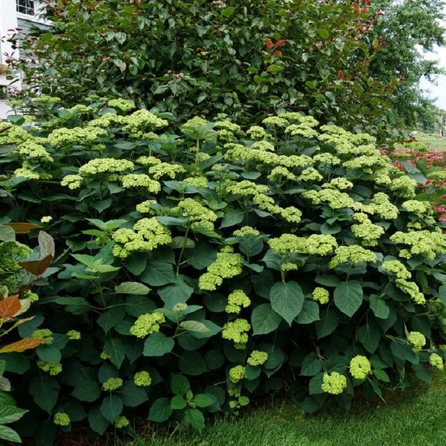 Smooth Hydrangeas | Hydrangea arborescens | Plant Addicts
