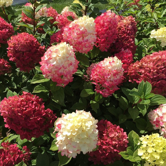 Cherry Explosion Hydrangea | Plant Addicts