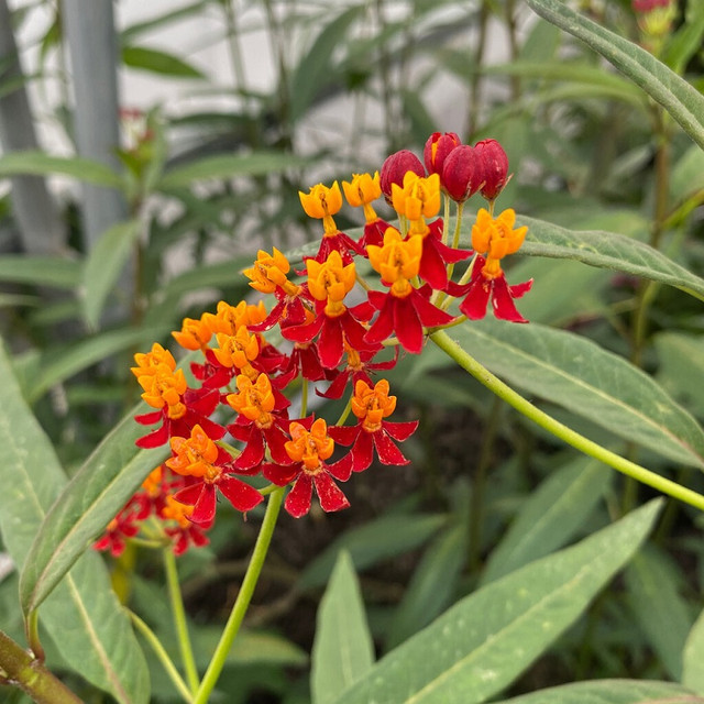 Butterfly Milkweed | Plant Addicts