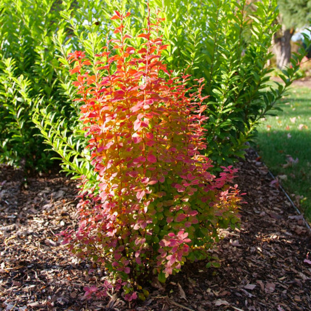 Sunjoy Orange Pillar Barberry | Plant Addicts