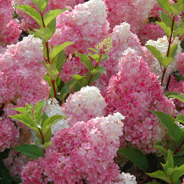 Little Lime Punch® Hydrangea | Plant Addicts