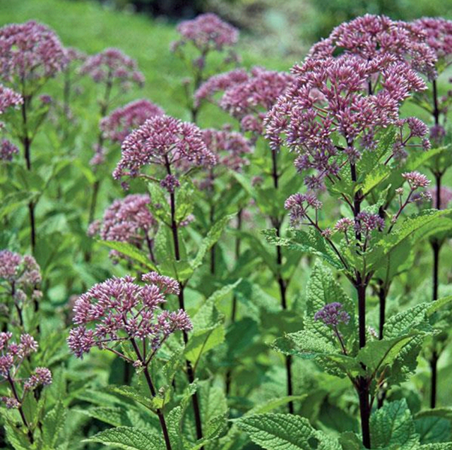 Little Joe Joe Pye Weed | Plant Addicts