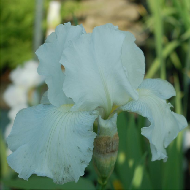 Concertina Reblooming Bearded Iris | Plant Addicts