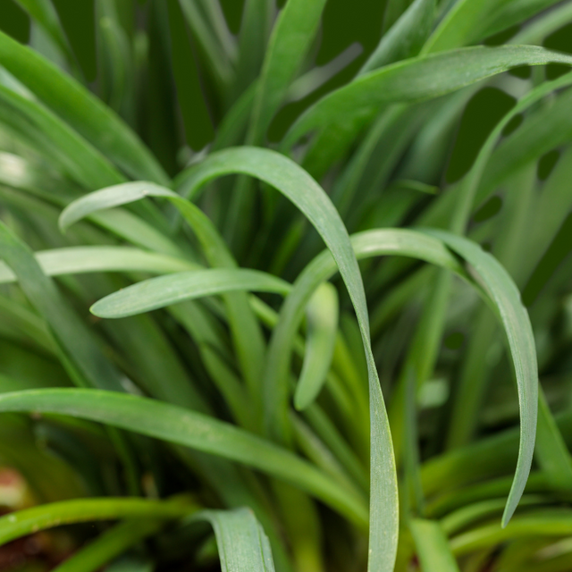 Millenium Allium | Plant Addicts