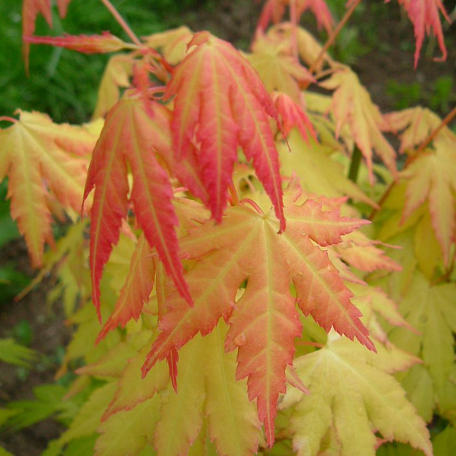Waterfall Japanese Maple | Plant Addicts