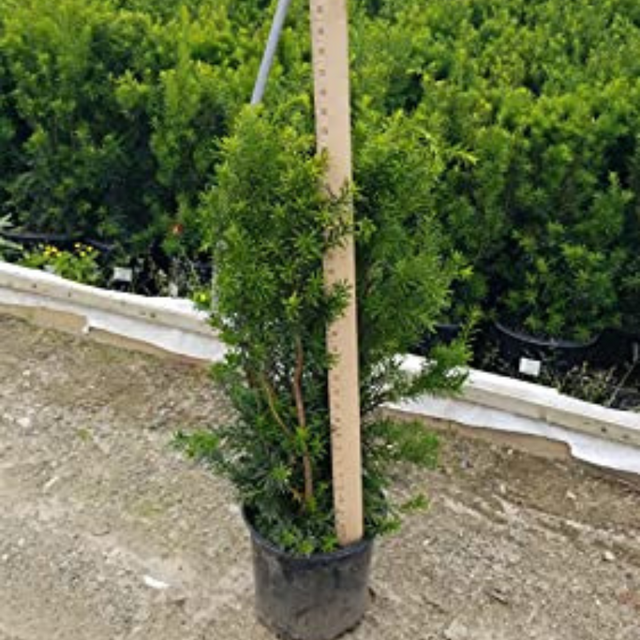 Yew Shrubs | Plant Addicts