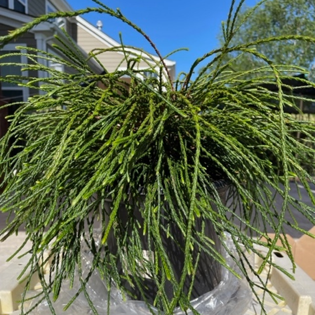 Whipcord Western Red Cedar | Plant Addicts