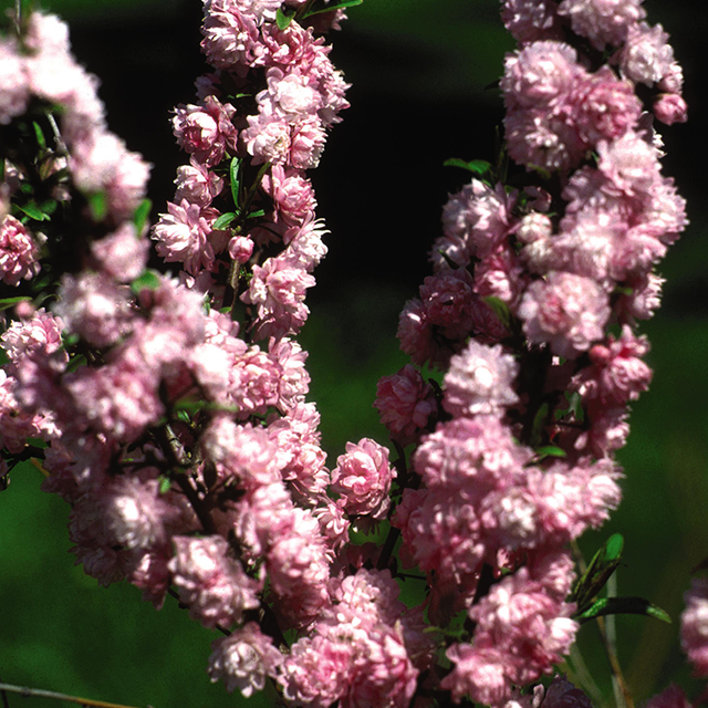 Dwarf Pink Flowering Almond | Plant Addicts