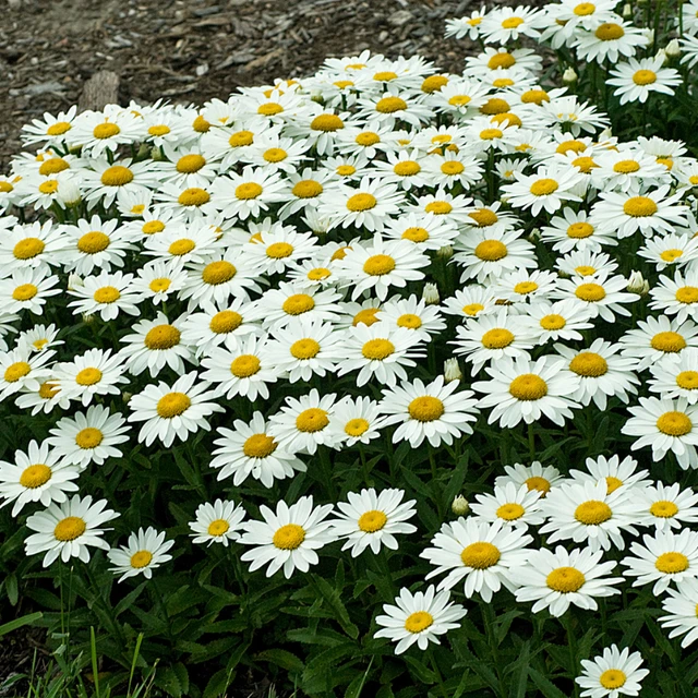 Becky Shasta Daisy | Plant Addicts
