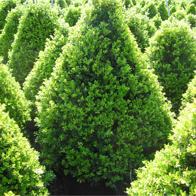 Japanese Boxwood | PlantAddicts.com