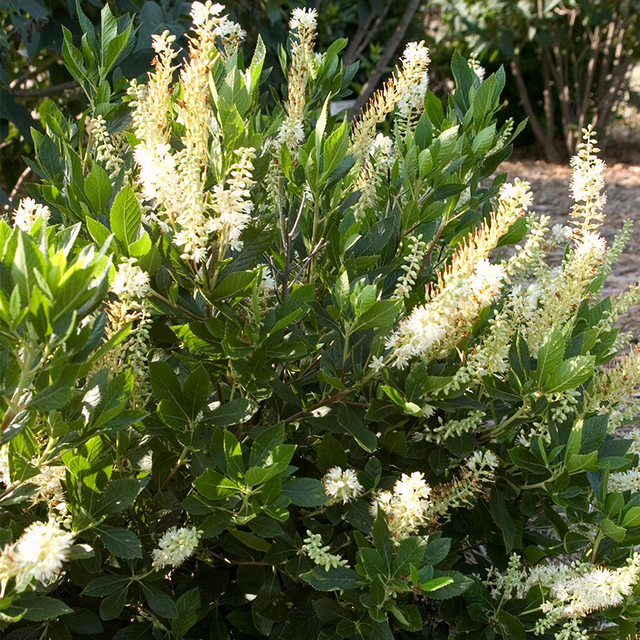 Summer Sparkler™ Summersweet | Plant Addicts