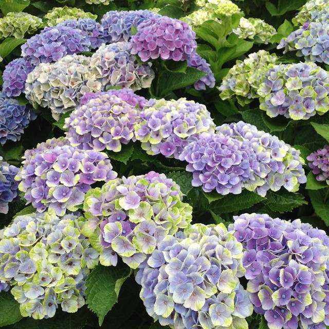 Firefly Hydrangea | Plant Addicts
