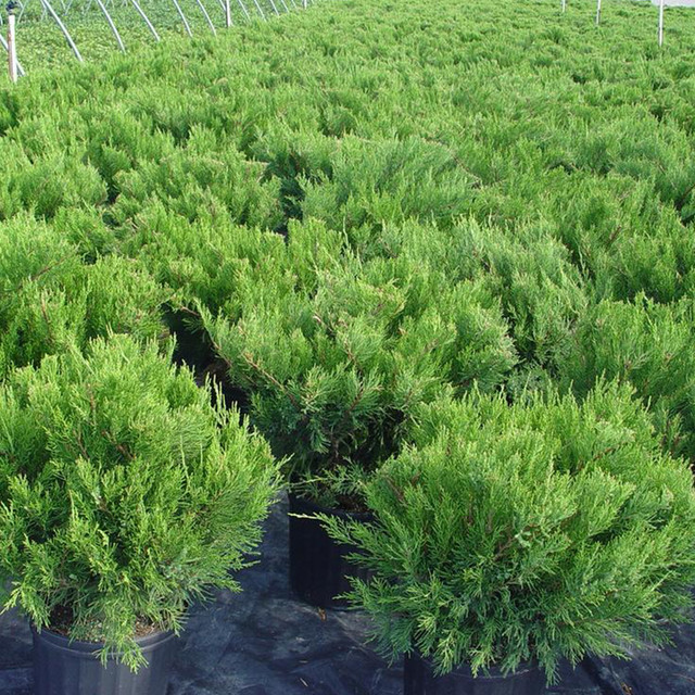 Compact Pfitzer Juniper | Plant Addicts