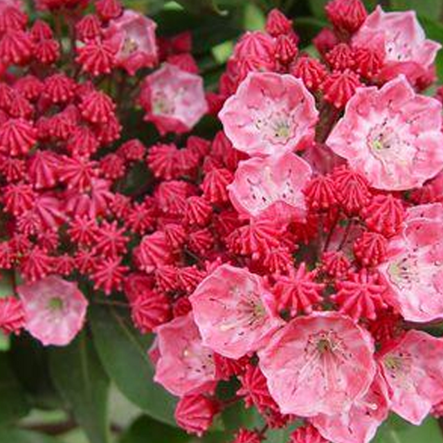 Raspberry Glow Mountain Laurel | Plant Addicts