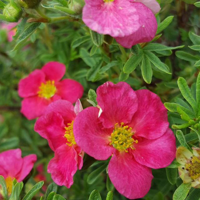 Bellissima™ Red English Daisy | Plant Addicts