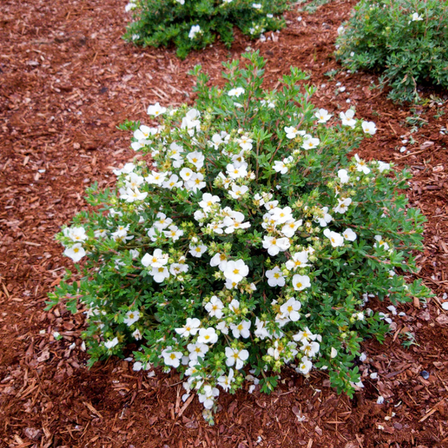 Bella Bellissima® Potentilla | Plant Addicts