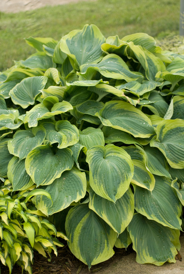 Earth Angel Hosta | Plant Addicts