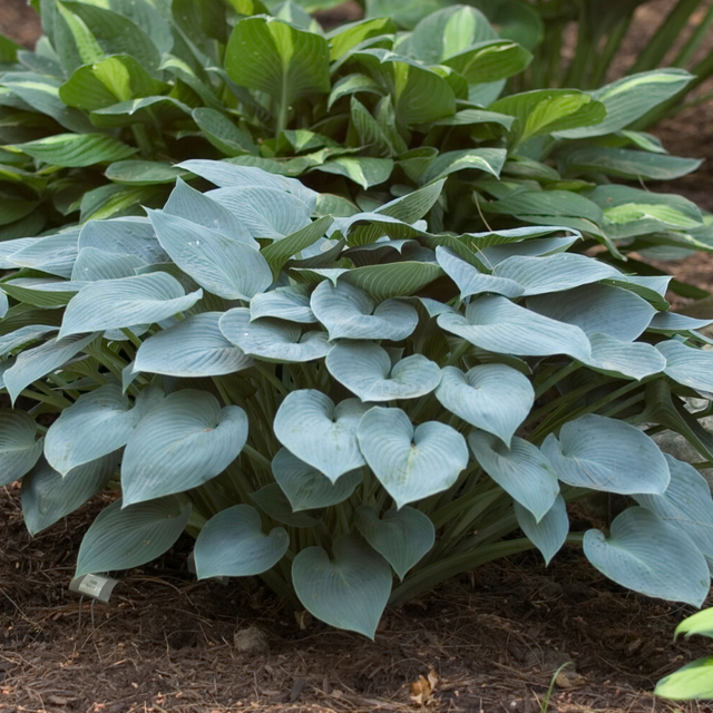 Wrinkle in Time Hosta | Plant Addicts