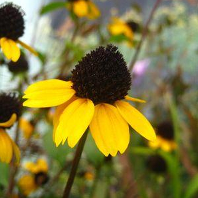 Delicious Candy Coneflower | Plant Addicts