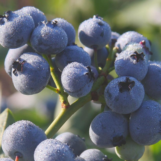 Blue Jay Blueberry | Plant Addicts