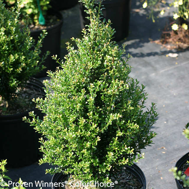 Compact Japanese Holly | PlantAddicts.com