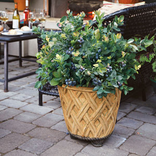 Proud Berry® Coral Berry | Plant Addicts