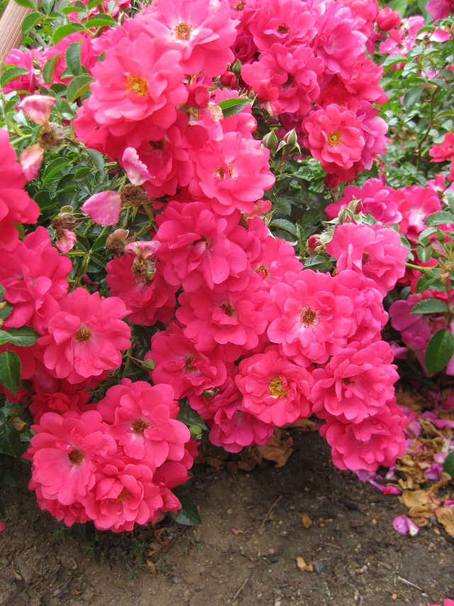 Pink Supreme Flower Carpet Rose | Plant Addicts