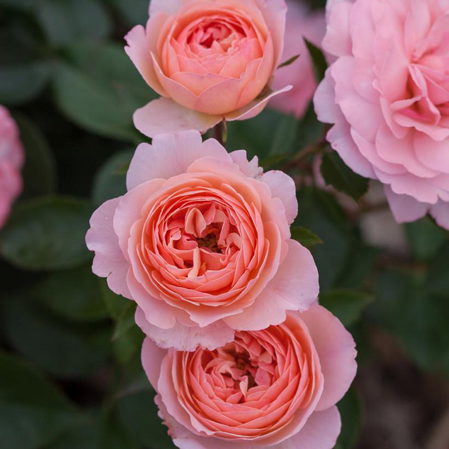 Livin Easy™ Rose | Plant Addicts