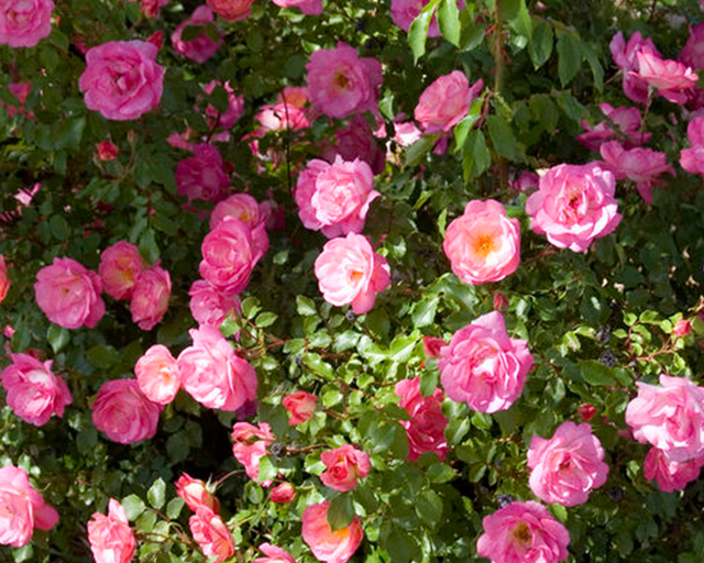 Easy Elegance® Sunrise Sunset Rose | Plant Addicts