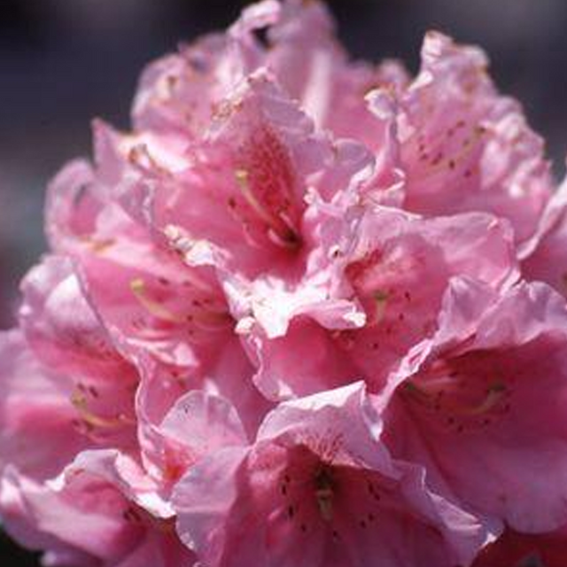 Yaku Princess Rhododendron | Plant Addicts