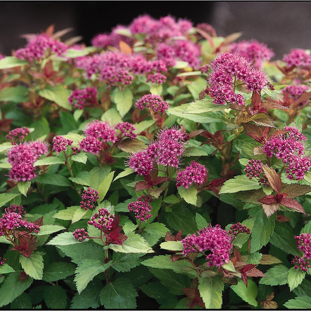 Little Spark® Spirea | Plant Addicts