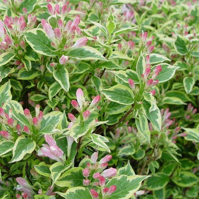 Maroon Swoon™ Weigela | Plant Addicts